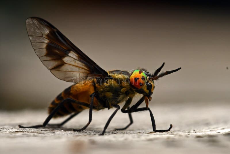 Deer Fly Chrysops Caecutiens Stock Image - Image of caecutiens, disease ...