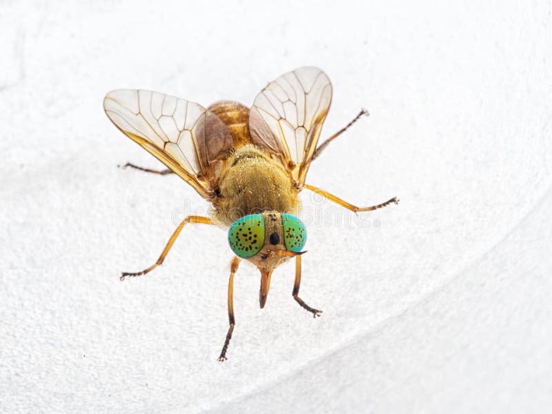 Deer Fly Macro, Huge Turquoise Eyes. Stock Photo - Image of animal ...