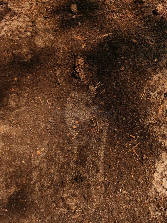 A Deer Footprint Pressed into Soft, Brown Forest Soil with a Pine Cone ...