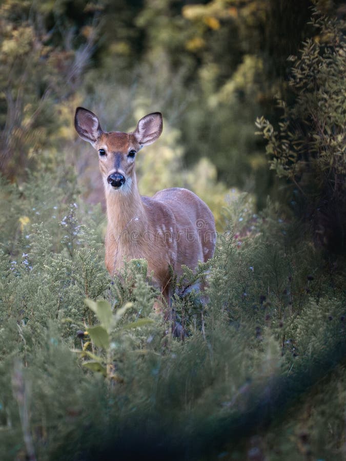 Deer Foraging in the Desert Stock Image - Image of grazing, mammal ...