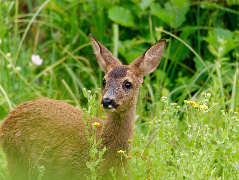 Hfhjj Stock Photos - Free & Royalty-Free Stock Photos from Dreamstime