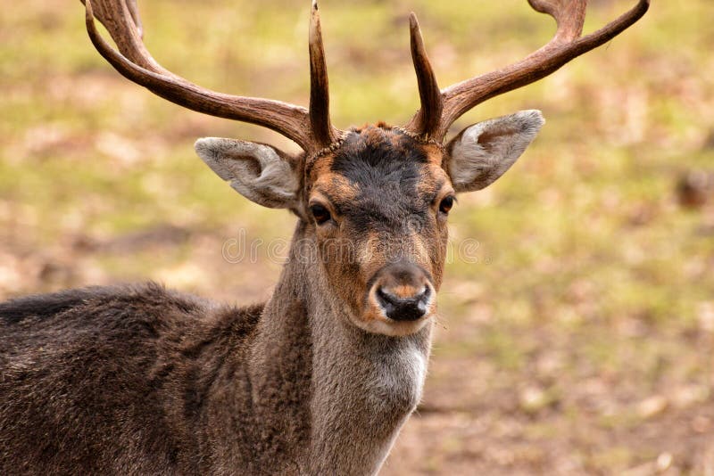 Ram with Big Horns in the Forest Stock Image - Image of antlers, boar ...