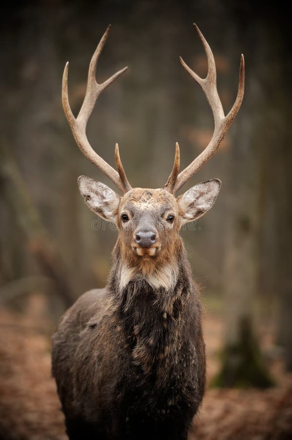 Deer in forest stock photo. Image of nature, antler, reindeer - 77550486