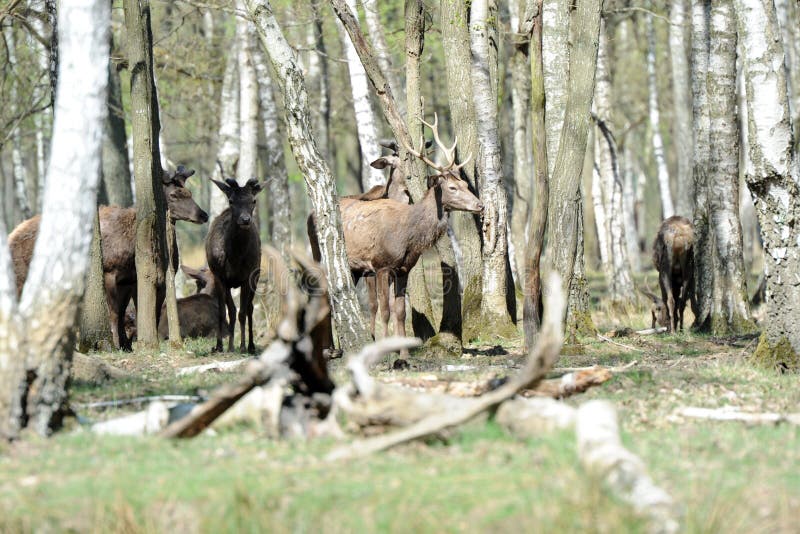 Deer in forest stock image. Image of wood, horde, grass - 94980291