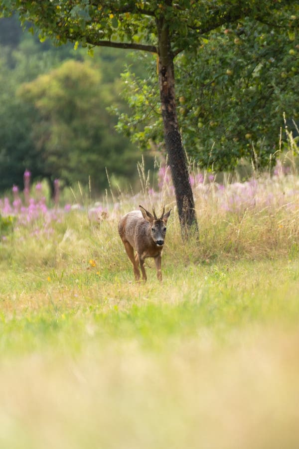 Deer in the Forest: Deer in the Grass. Roe Deer in the Field ...