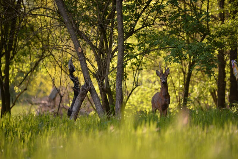 Deer in the Forest Looking at the Camera in Spring Season Stock Image ...