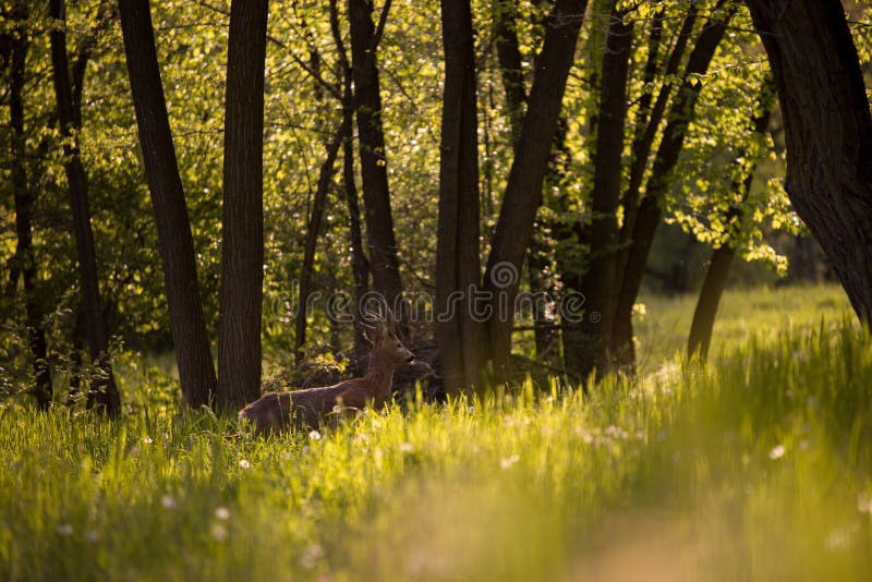 Deer in the Forest Looking at the Camera in Spring Season Stock Image ...