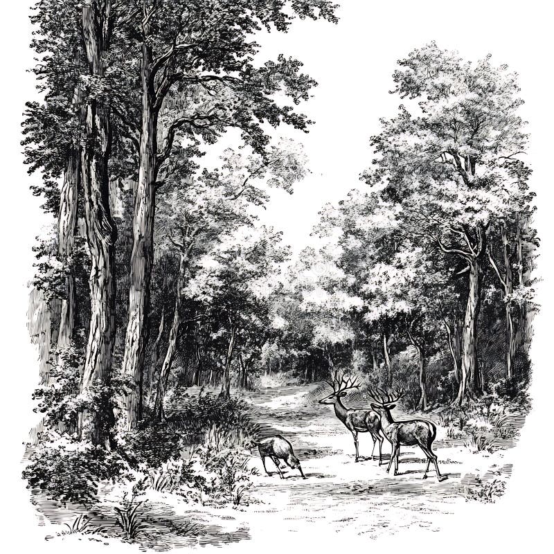 Deer in a Forest Path, Monochrome Illustration Stock Illustration ...