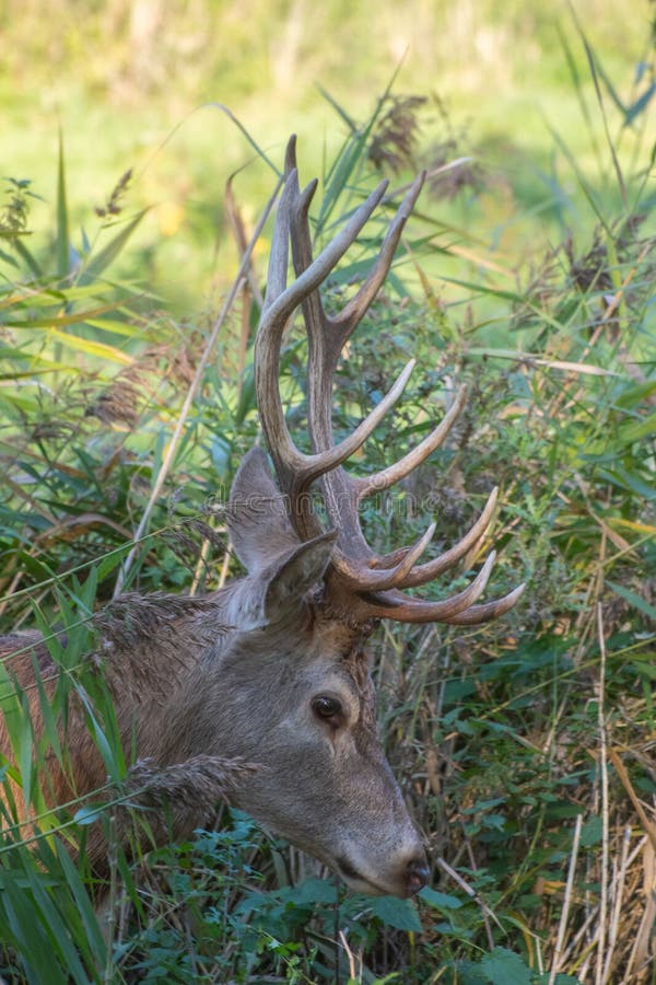 Deer in forest portrait stock photo. Image of animal - 354942490