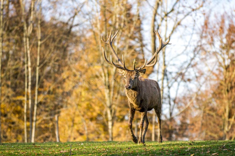 Deer stock photo. Image of autumn, brown, woodland, power - 31199224