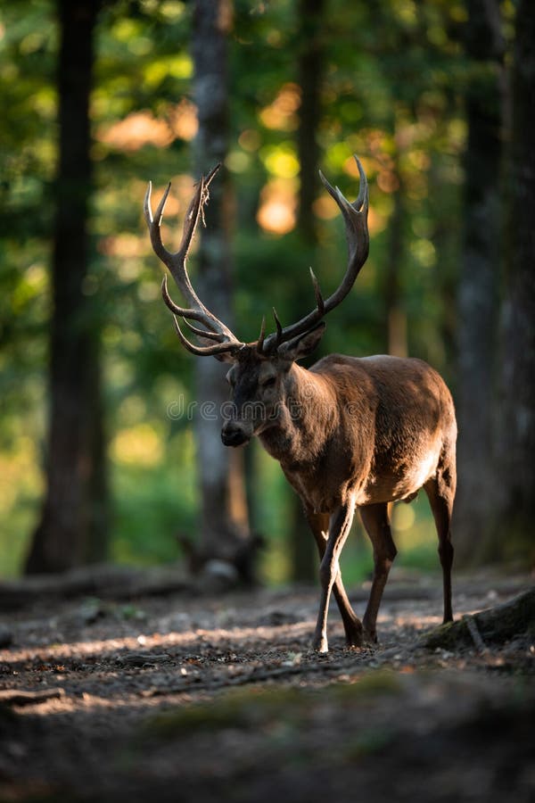 Deer in the Forest during the Rut Stock Image - Image of graphic ...