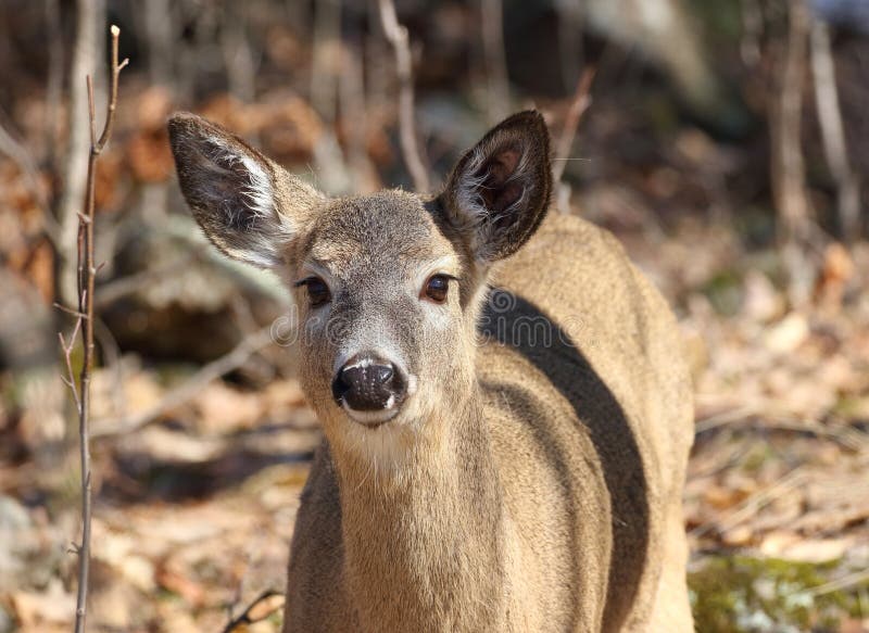 Deer in forest stock photo. Image of spring, mammal, deer - 93302910