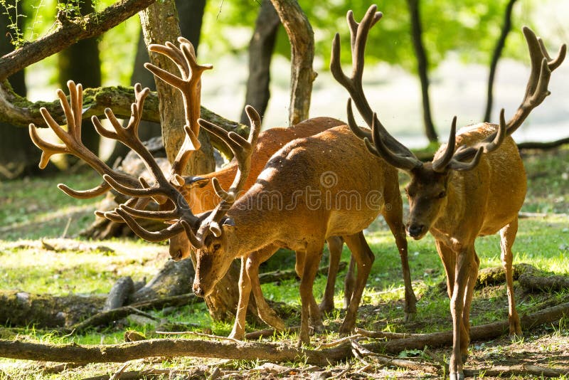 Deer in the forest stock image. Image of drawing, black - 163774721