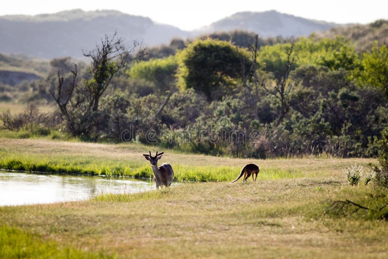Deer and Fox Close To Each Other Stock Image - Image of supply, dunes ...