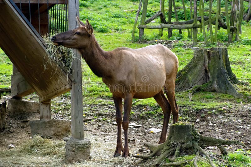 Deer, Friendly Animals at the Prague Zoo. Editorial Photography - Image ...