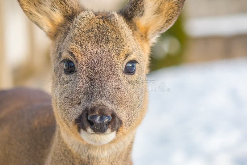 Deer stock image. Image of place, self, hits, nature - 51003933