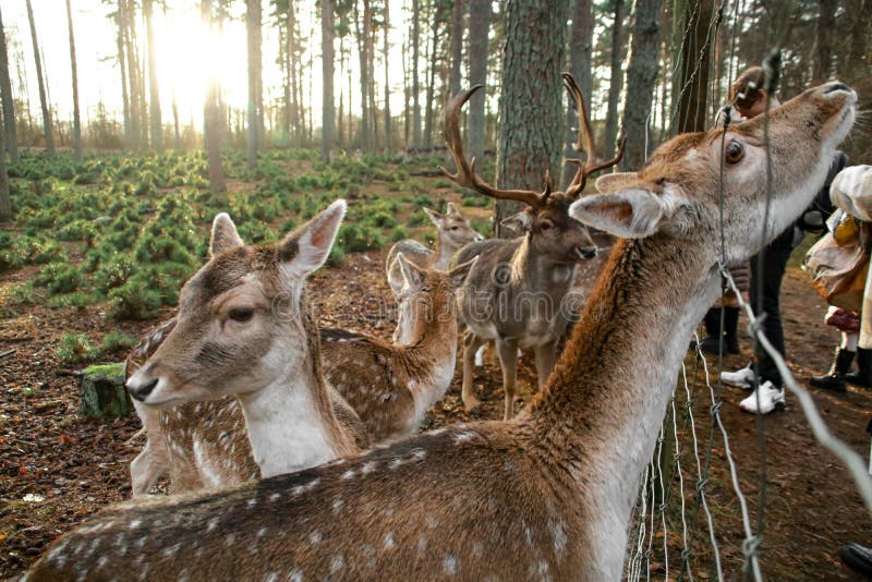 Amazing deer in nature stock image. Image of horns, sweden - 238534387