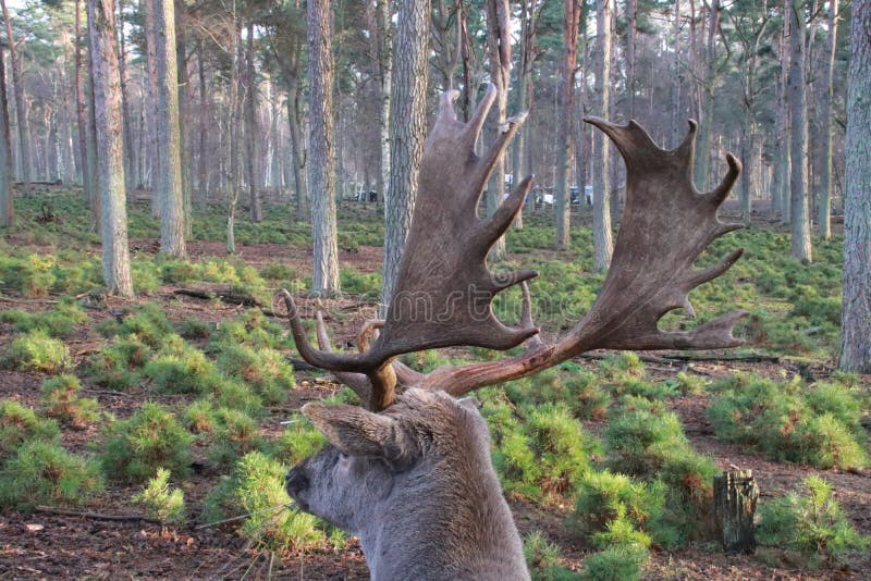 Amazing deer in nature stock photo. Image of great, view - 238534892