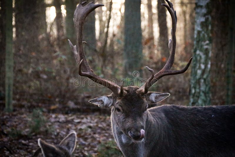 Amazing deer in nature stock image. Image of national - 238534433