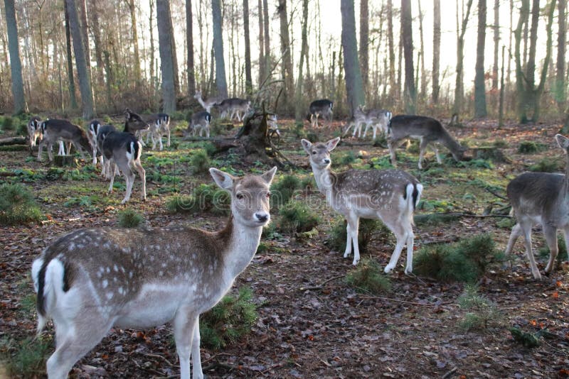 Amazing deer in nature stock image. Image of great, view - 238534937