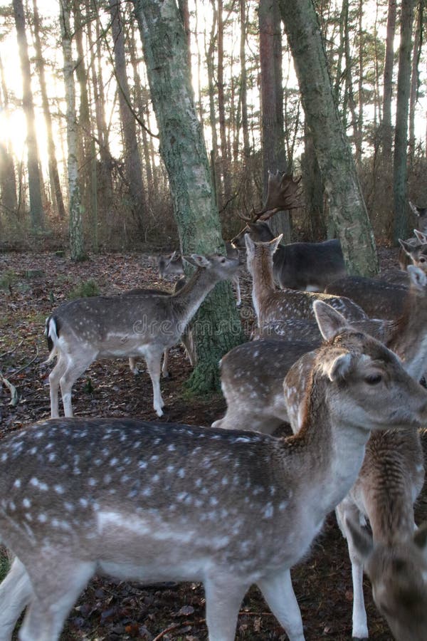 Amazing deer in nature stock image. Image of national - 238534955