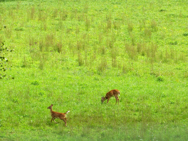 Deer frolic stock image. Image of tundra, wetland, savanna - 256159085