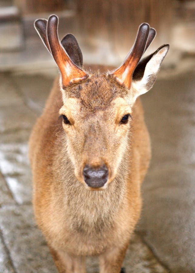 Deer in front stock photo. Image of front, deer, view - 78568132
