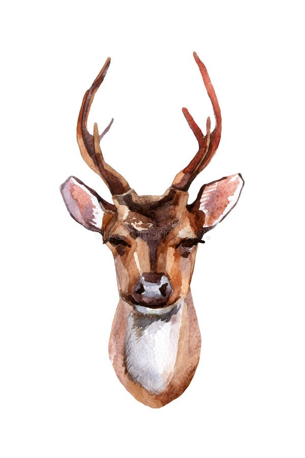 Deer - Front View Isolated on White Background Stock Illustration ...