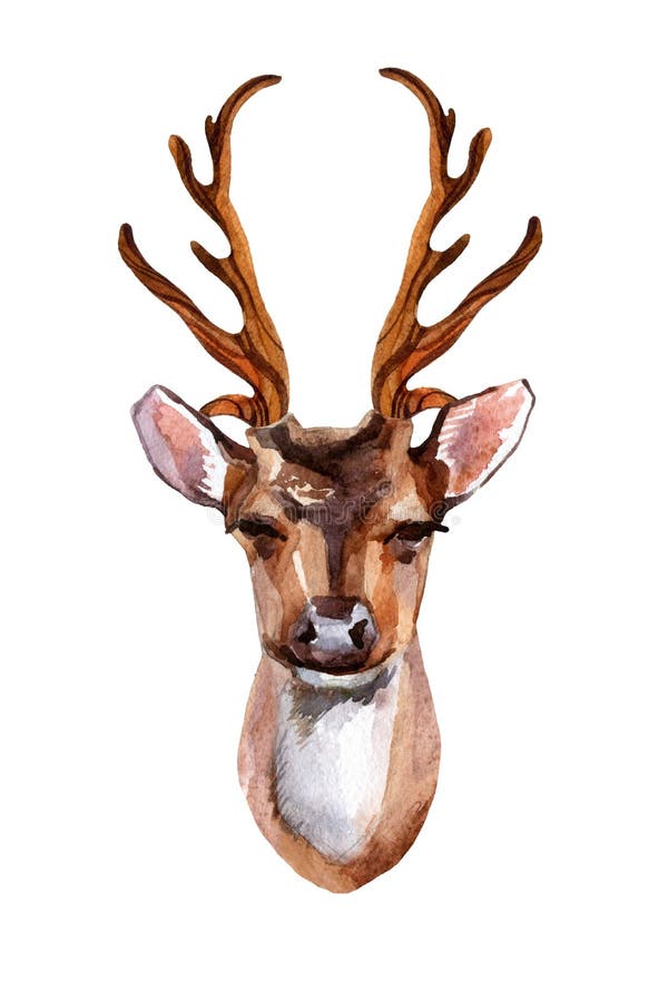 Deer - Front View stock illustration. Illustration of nature - 72824080