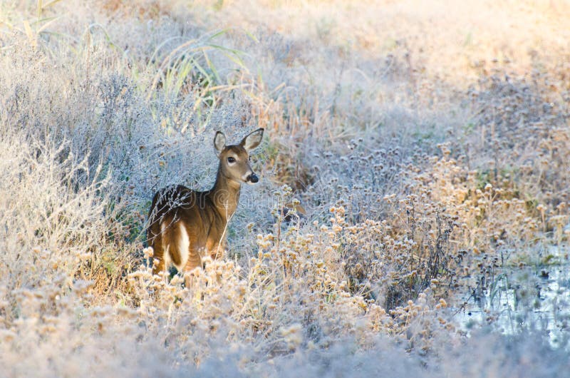 Deer in Frost Covered Marsh Stock Photo - Image of marsh, grass: 27283230