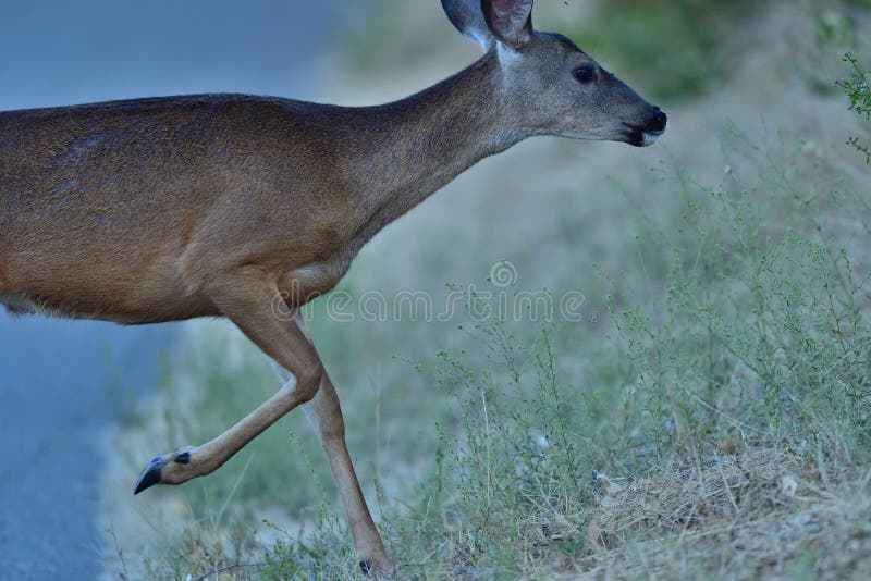 A Deer Galloping Across the Trail Stock Photo - Image of deer, wild ...