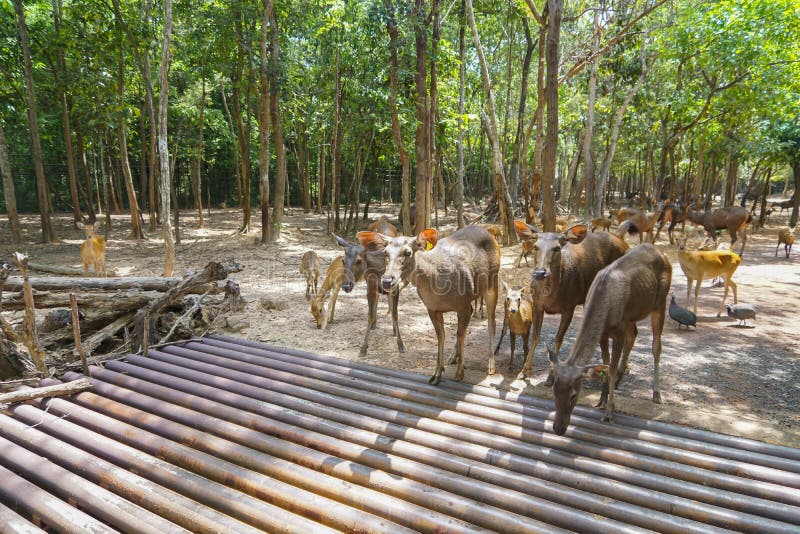 Deer gate stock photo. Image of stuck, metal, deers - 152109734