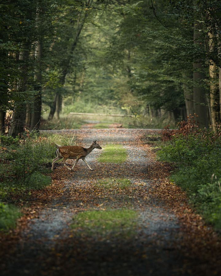 Deer Crossing a Forest Path Stock Photo - Image of nature, environment ...