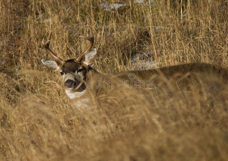 Deer in the grass stock photo. Image of animal, male - 17240372