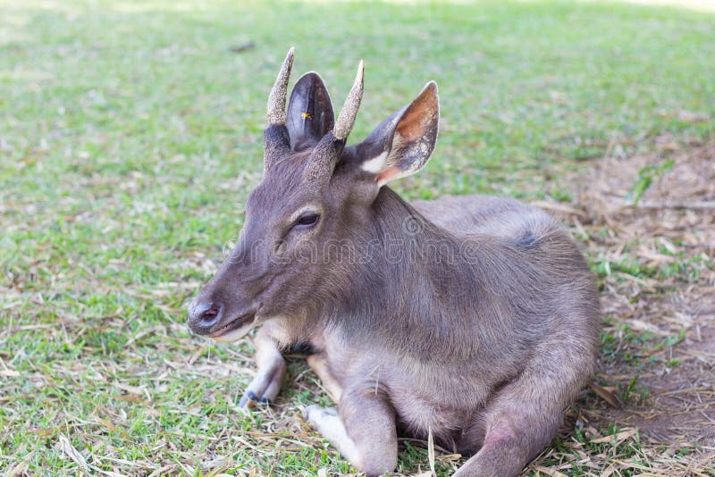 Deer stock photo. Image of animals, stealth, deer, ears - 42895962