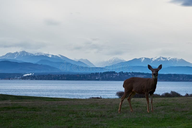 White Tail Deer Sound Stock Photos - Free & Royalty-Free Stock Photos ...