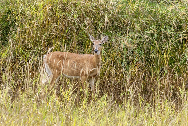 Deer in Grass Looks at Camera. Stock Photo - Image of tailed, fauna ...