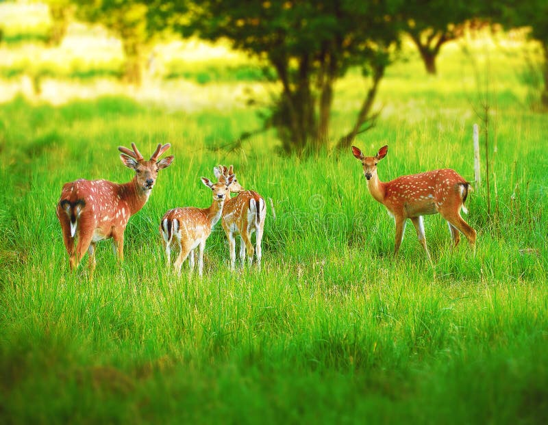 Deer at the Grass at the Meadow Cute Stock Image - Image of grass ...