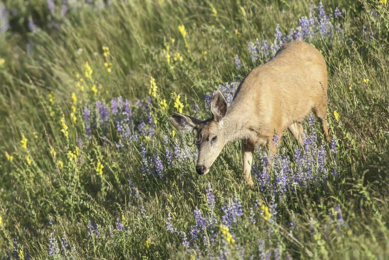 Deer in grass. stock photo. Image of animal, nature, fauna - 41874312