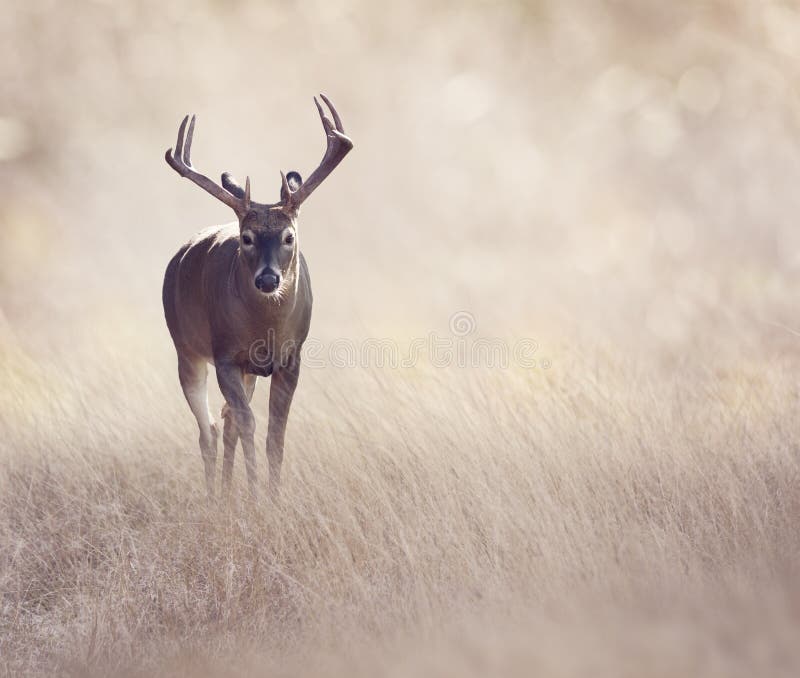 Deer in a grassland stock photo. Image of animal, sunlight - 101675330