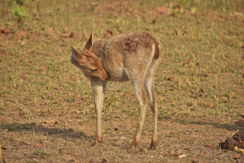 Adorable Pose of Vivid Blue Hyacinth Macaw with Blurry Green Forest in ...