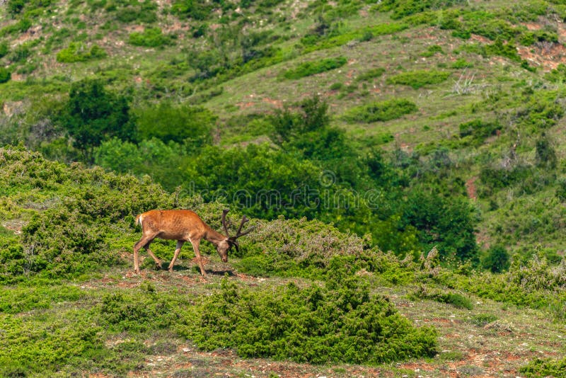 Deer Graze on a Mountain Slope Stock Photo - Image of hill, farm: 251344988