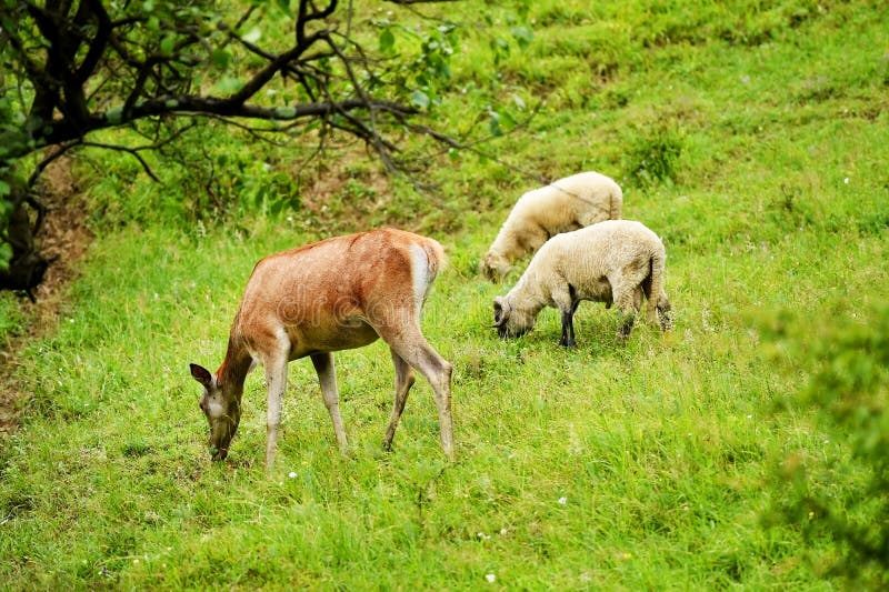 Deer graze next to sheep stock image. Image of fauna - 74609139