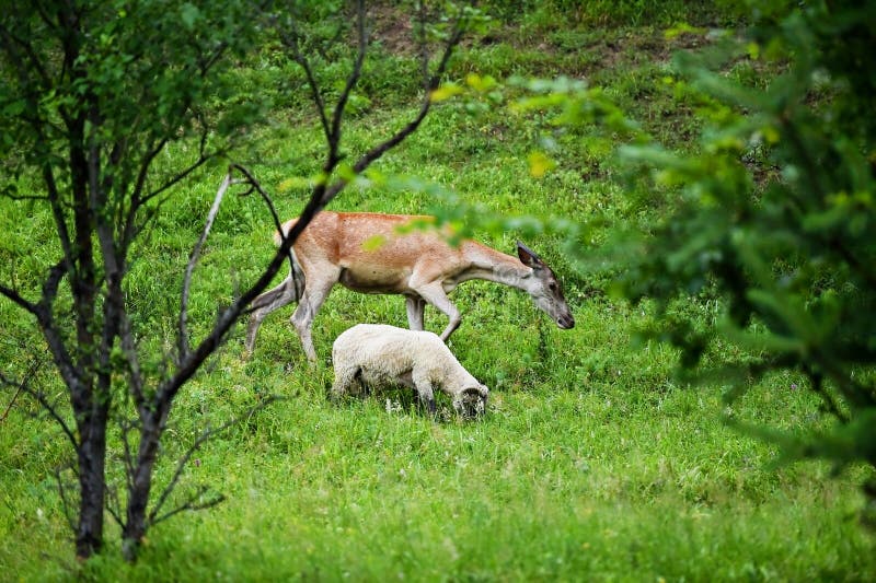 Deer graze next to sheep stock photo. Image of deer, sheep - 74699492