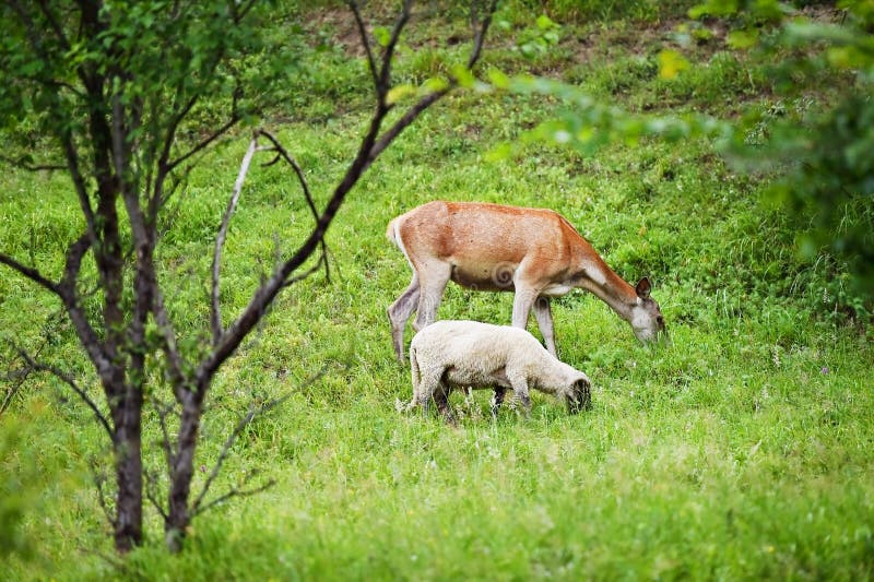 Deer graze next to sheep stock image. Image of outdoor - 75214097