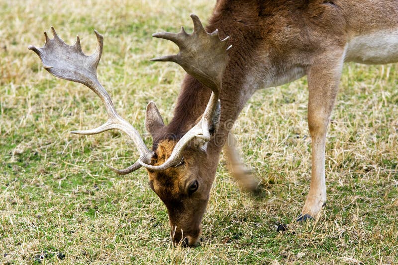 Deer grazing stock photo. Image of freedom, clearing, herbivore - 8754608
