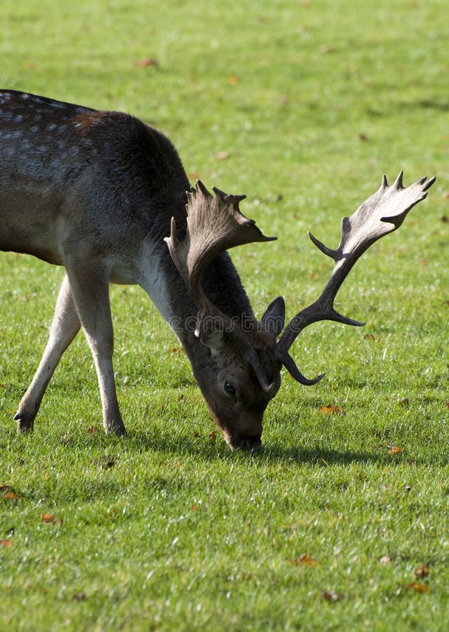 Deer Grazing in the Autumn Sunshine Stock Image - Image of national ...