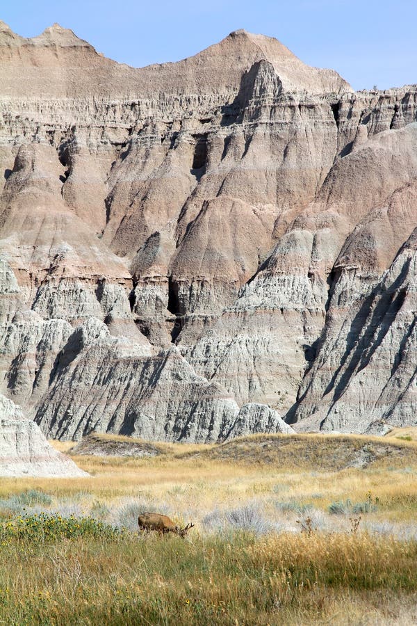 Deer Grazing in Badlands National Park Stock Photo - Image of buck ...