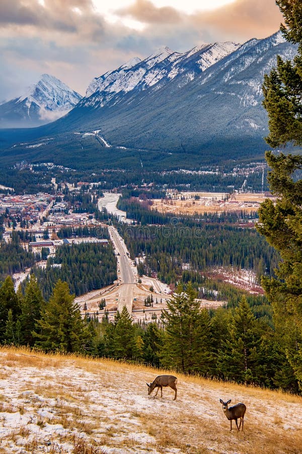 Deer Grazing by the Banff Overlook at Sunrise Stock Photo - Image of ...