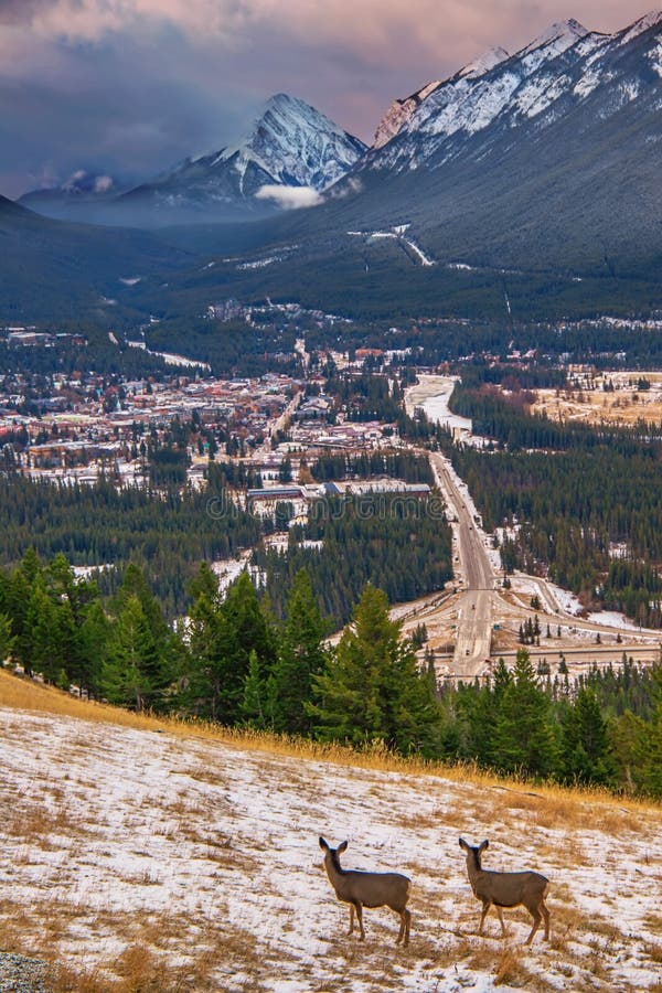 Deer Grazing by the Banff Overlook at Sunrise Stock Photo - Image of ...